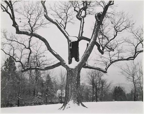 Portland Museum of Art Presents Weston: Leaves of Grass | Museum Publicity